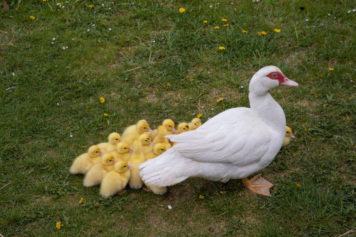 Baby Ducks Swimming in a Watermelon Is Too Cute - PawNation