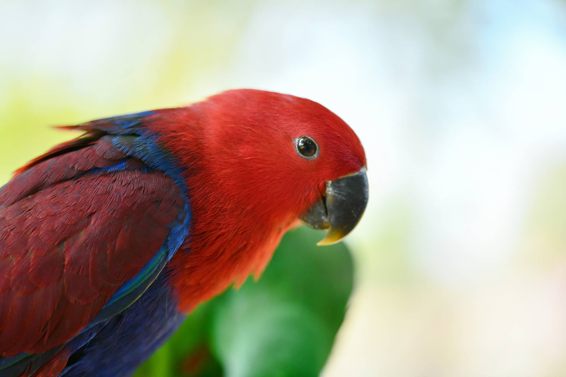 This Rescue Parrot’s Recovery Is Truly Inspirational - Paw Nation