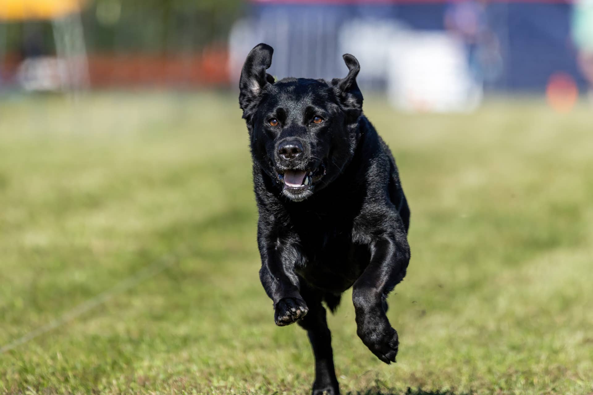 Black Lab's Adorable Reaction to Dad’s Return Is Pure Joy - PawNation