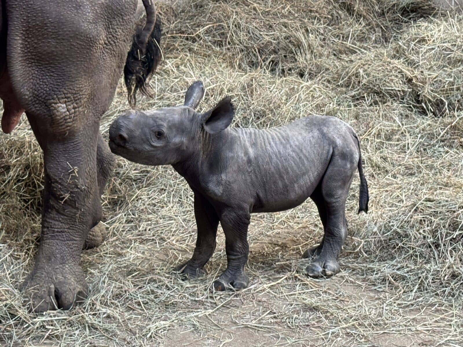Meet Hazana, Lincoln Park Zoo's Newest Baby Black Rhino - PawNation