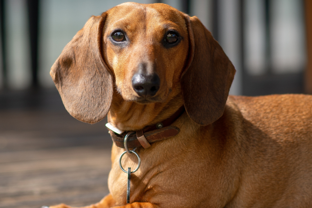 This Dog Mom and Her Pup Are Twins, and It's Kind of Hilarious - PawNation