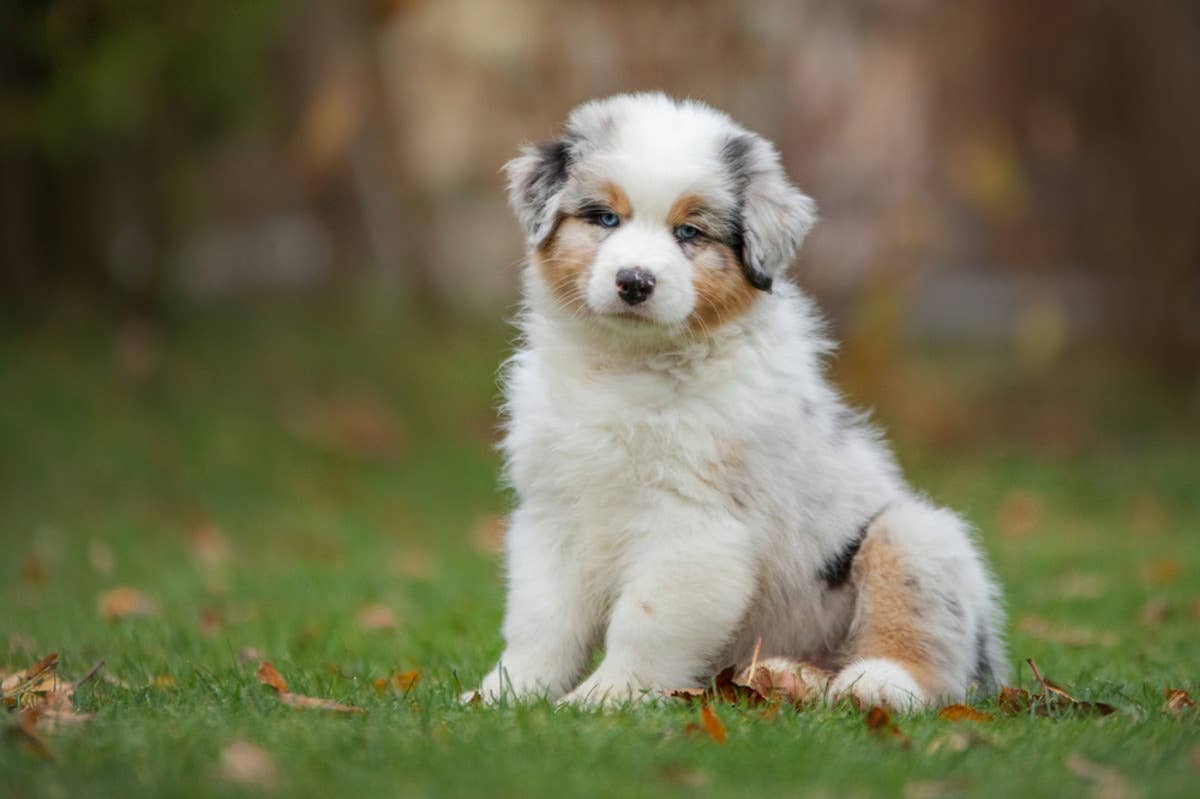 Breaking Pet and Animal News - PawNation