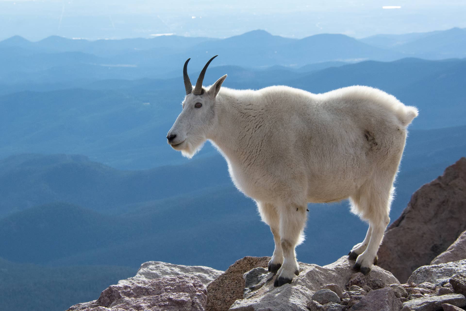 Comedian’s Viral Roast of Mountain Goats Will Have You in Stitches ...