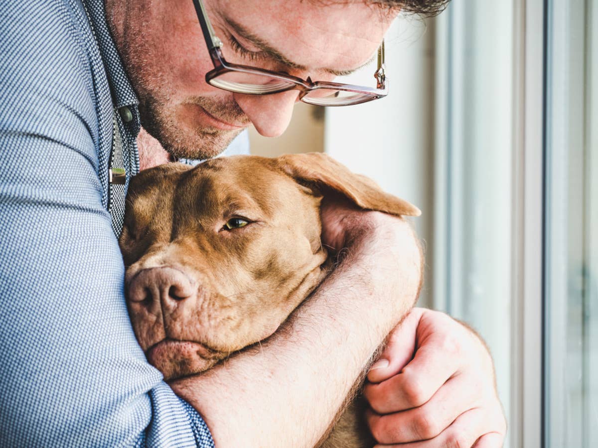 Pit Bull’s Reaction To Hearing 'Daddy’s Home' Is Cracking People Up ...