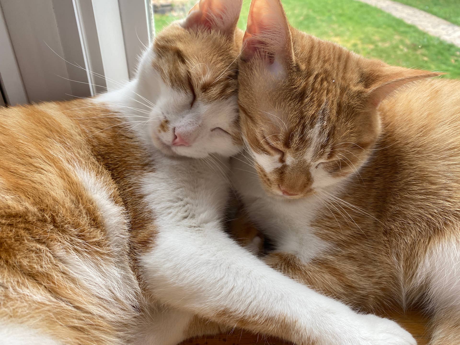 Smart Cats Fake Fight for Treats and We Can’t Stop Laughing - PawNation