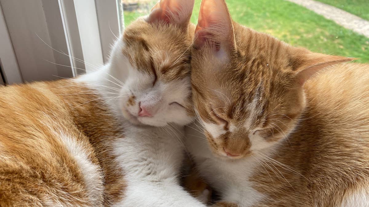 This Orange Cat Is Showing His New Sibling the Indoor Cat Life—and They ...