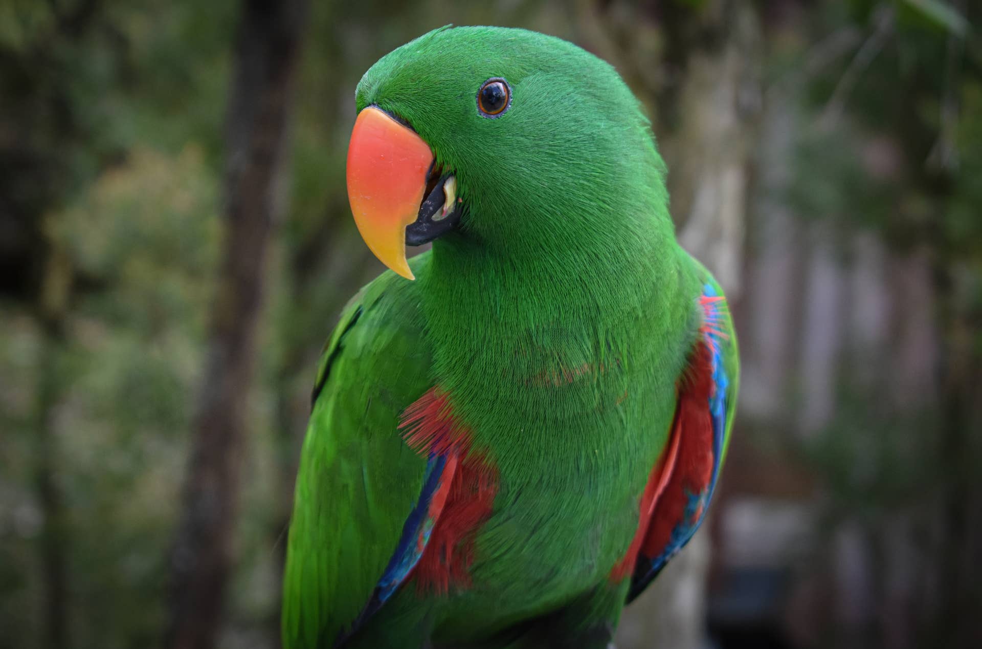 Parrot Has a Full-on Conversation With Mom and It’s Incredible - Paw Nation