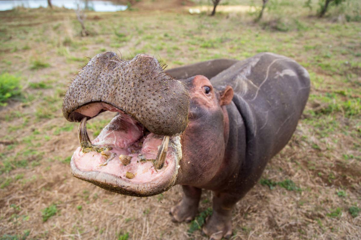 Cincinnati Zoo Teaches Fritz the Hippo To 'Speak'—and People Are ...