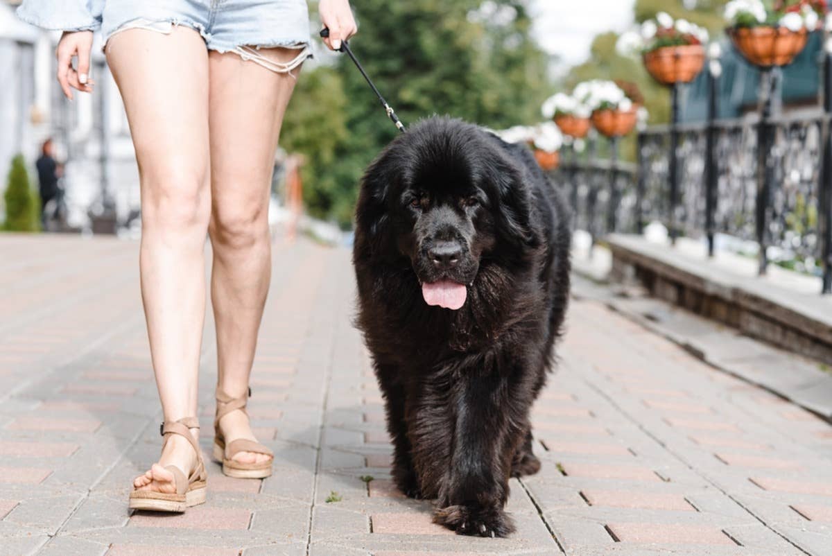 The Internet Is Obsessed With This Dog’s Unexpected Strut - Paw Nation
