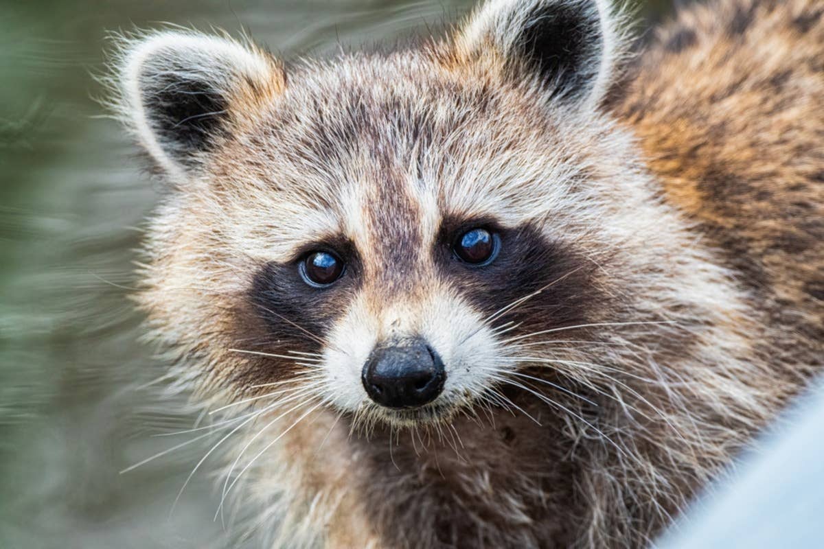 This Woman’s Unexpected Nightly Visitors Have People Completely ...