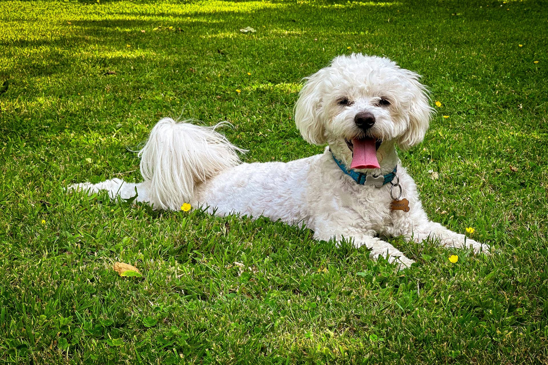 Bichon Mix Has a Standoff With a Rabbit in the Backyard and Quickly ...