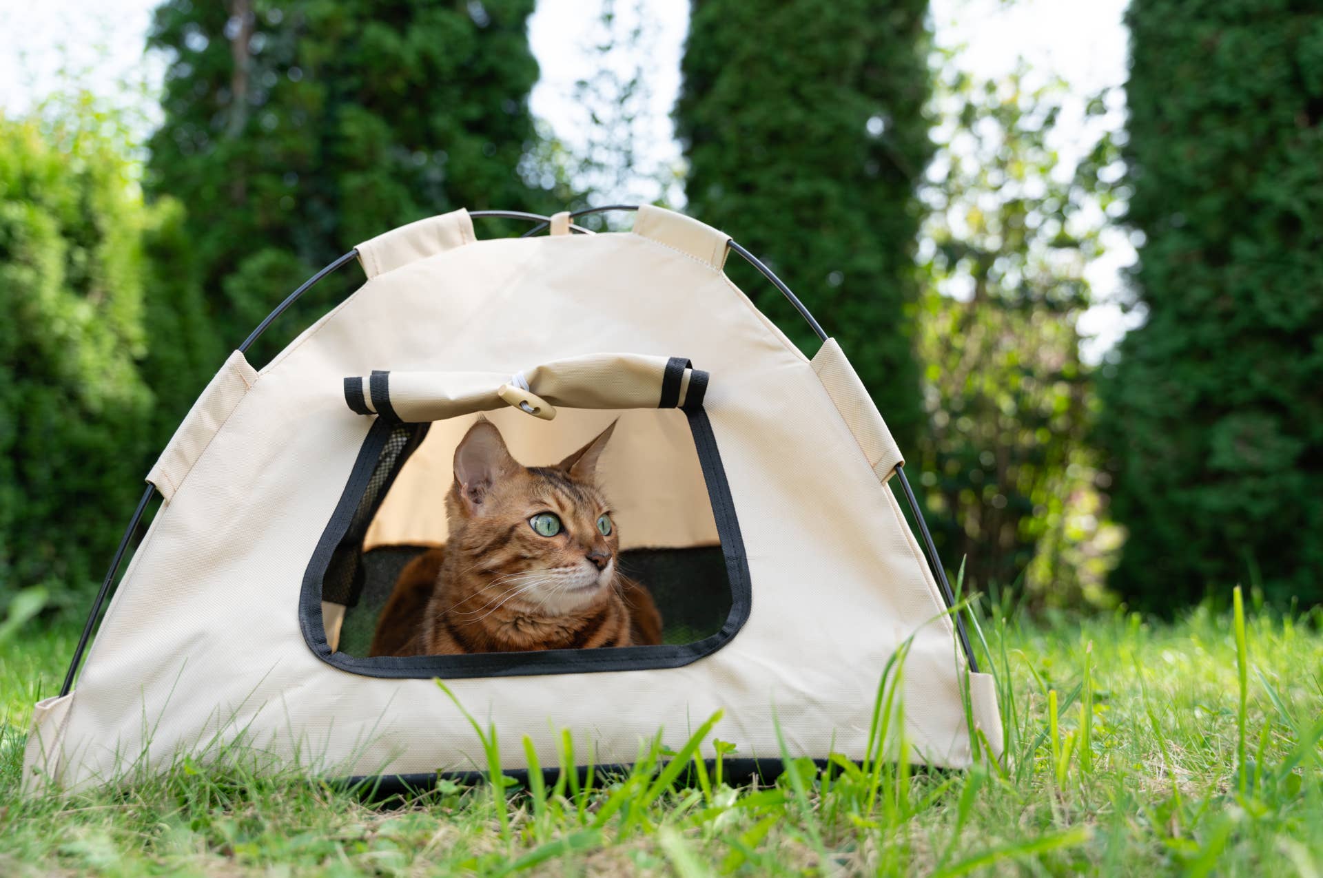 Indoor Tabby Cat Gets a Tent for Outdoor Time and Immediately Turns It ...