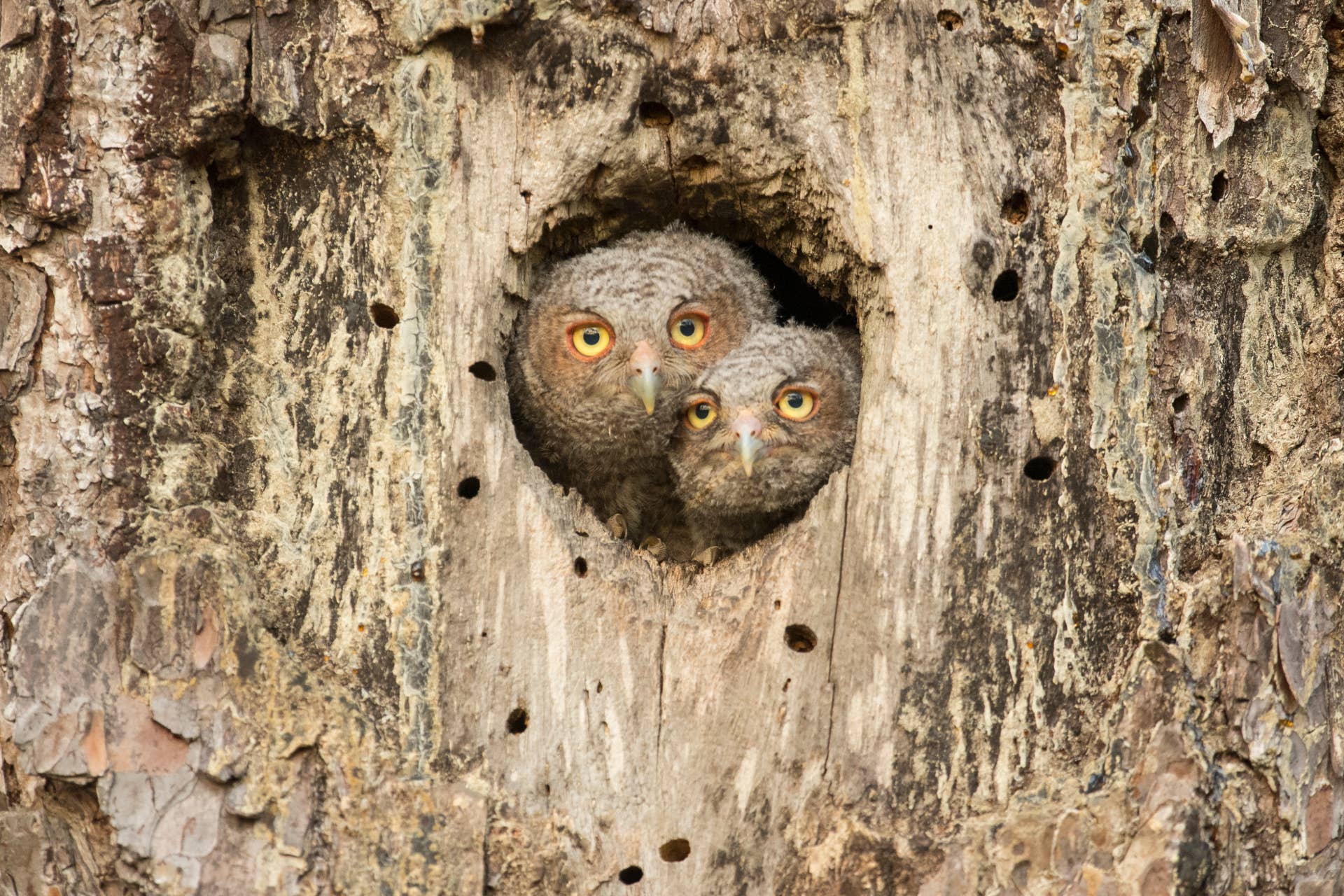 Owl Dad Fosters a Tiny Owlet and Total Cuteness Ensues - Paw Nation