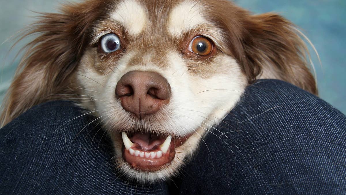 San Antonio Airport's Therapy Dogs Win Over Travelers - Paw Nation