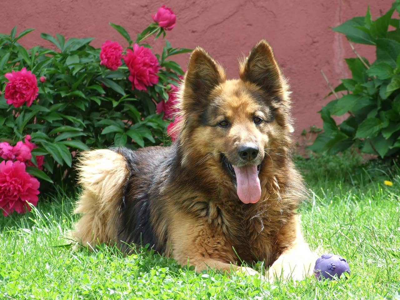 German Shepherd's Message to Spare Human: You're the Third Wheel - Paw ...