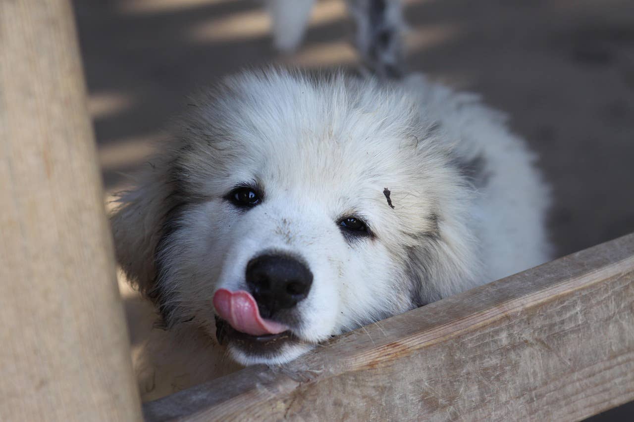 Exes Co-Parenting a Great Pyrenees Is So Sweet - Paw Nation