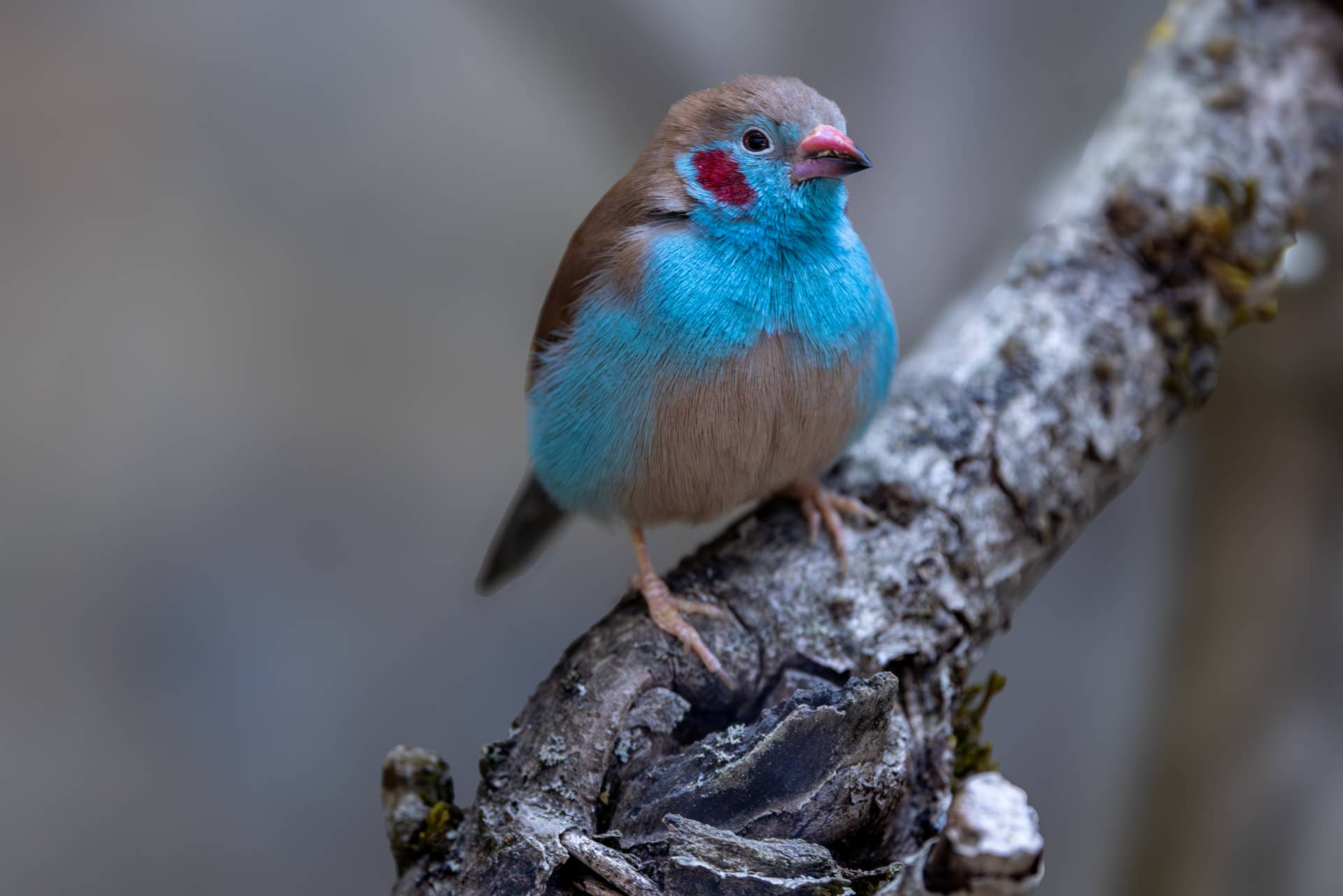 This Bird's Elaborate Courtship Dance Ends in Instant Rejection - Paw ...