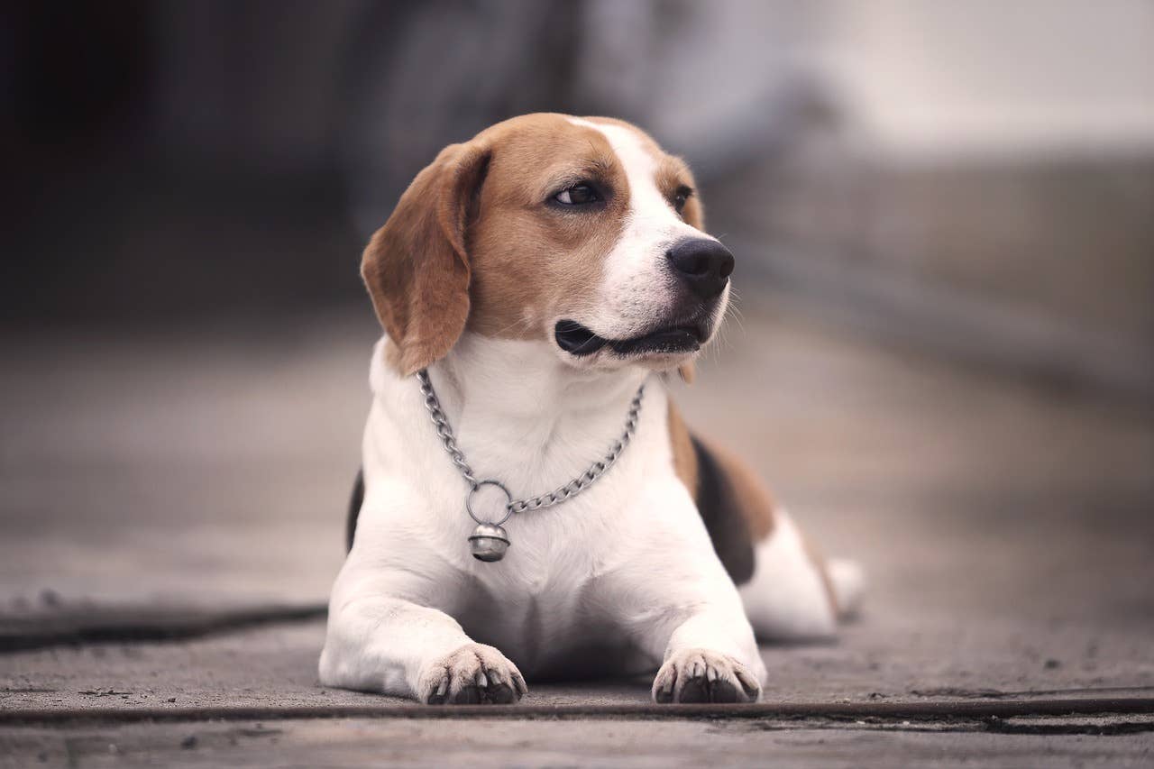 Senior Beagle's Story Is Bringing a Virginia Community Together - Paw ...