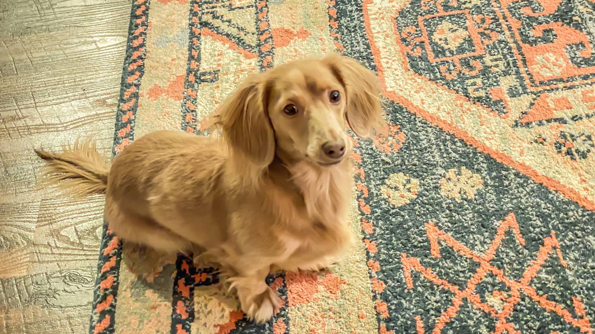 Dachshund Throws the Cutest Daily Tantrum After Going 10 Minutes ...