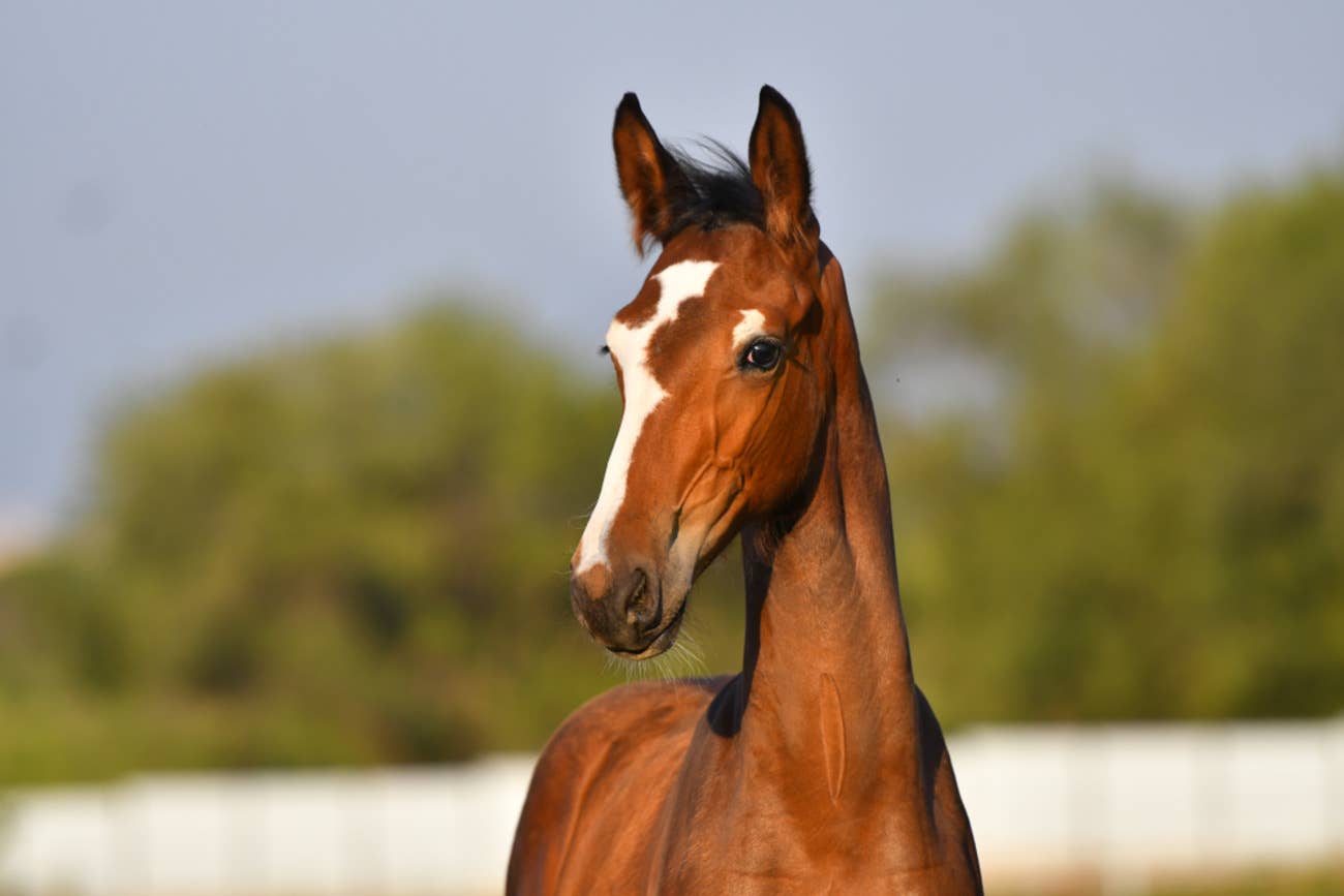 Runaway Horse Stops To Say Hello to a Woman, and the Internet Is ...
