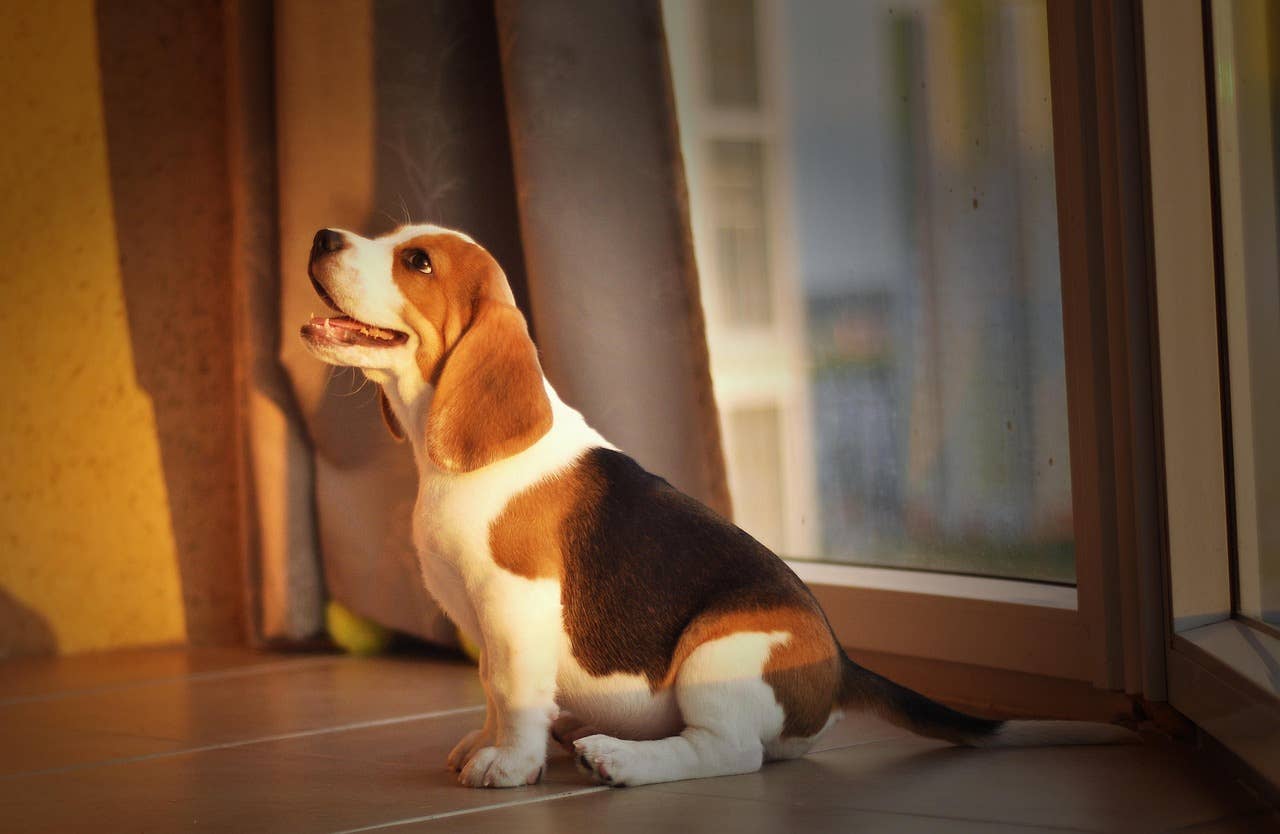 This Foster Beagle Thinks She's a Cat, and It's Adorable - Paw Nation