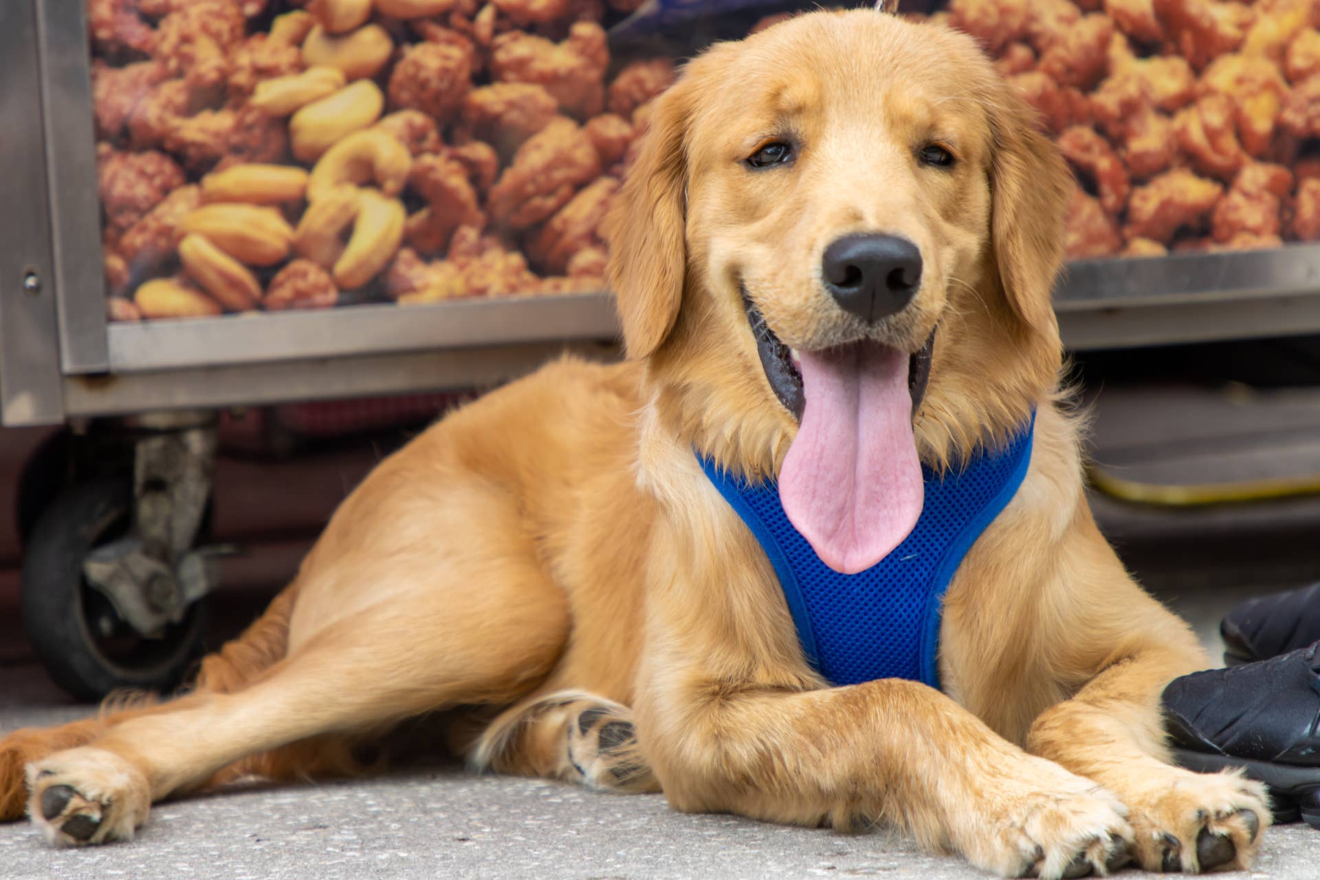 Stubborn Golden Retriever Refuses To Leave Food Truck Without Her ...