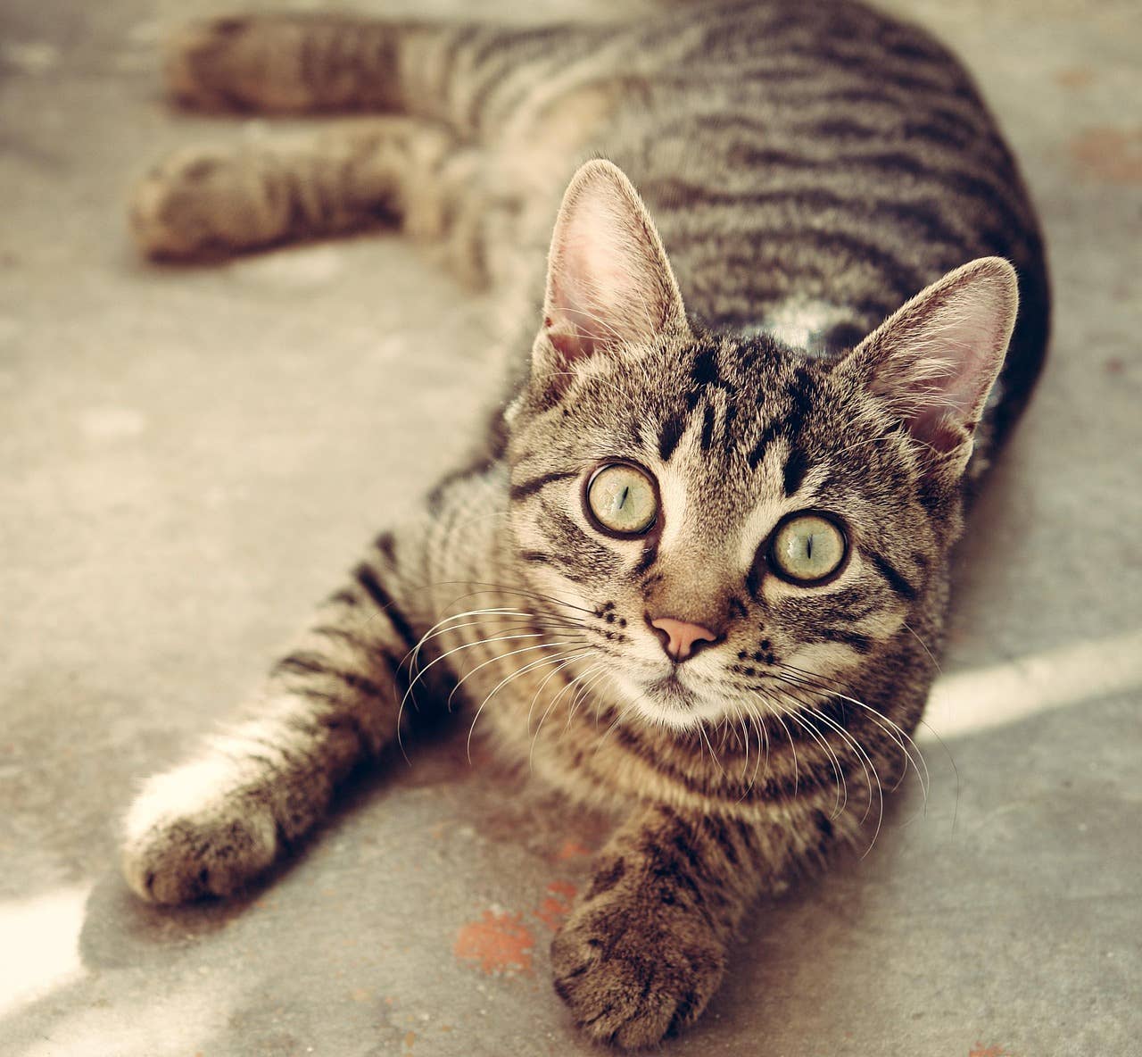 Dad Tests Rescue Cat's Memory With Pre-Adoption Nam - Paw Nation