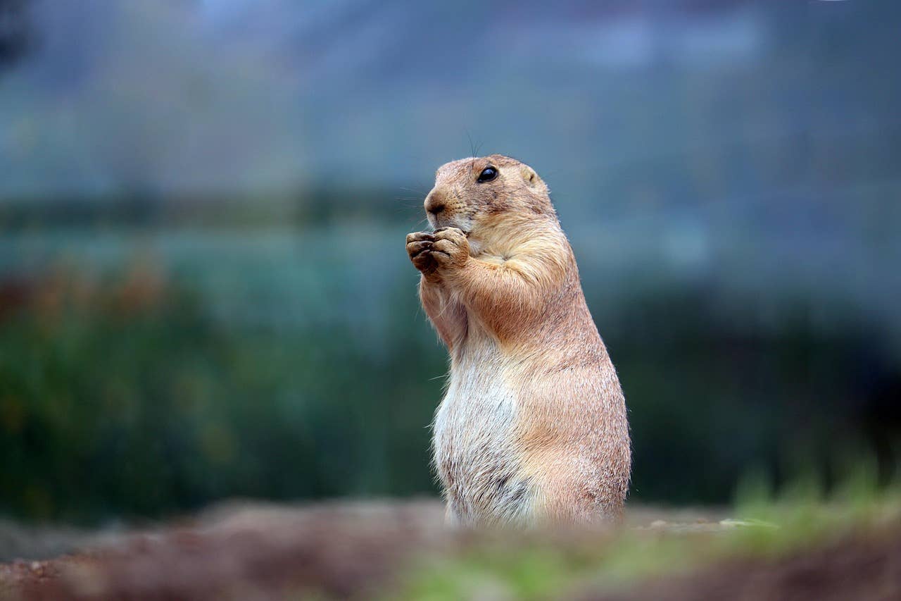 This Cute Pet Prairie Dog Is Living His Best Life - Paw Nation