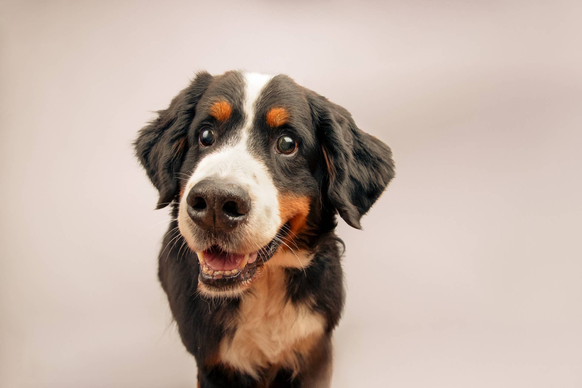 Breaking Pet and Animal News - Paw Nation