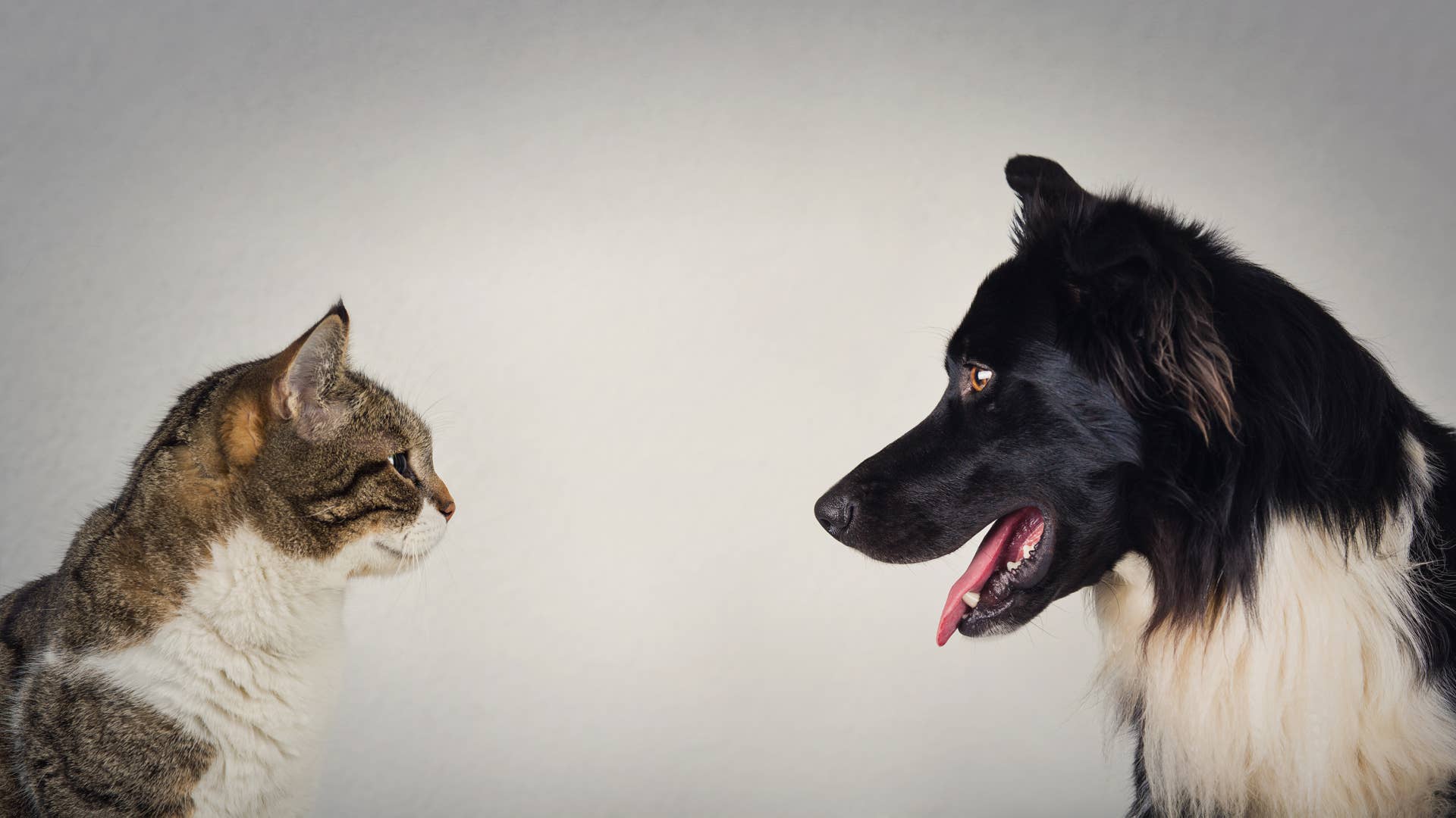 Dog Just Wants 5 Minutes of Peace, but Cat Says Absolutely Not - Paw Nation