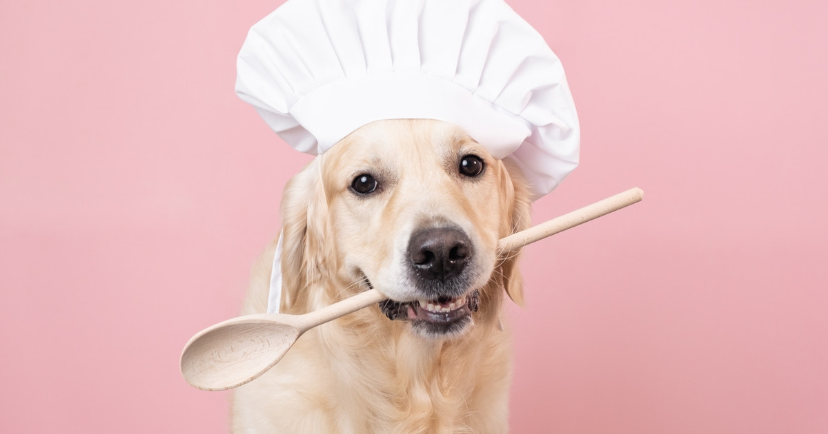 Adorable Golden Retrievers 'Help' Mom Make Pumpkin Pie Dog Treats ...