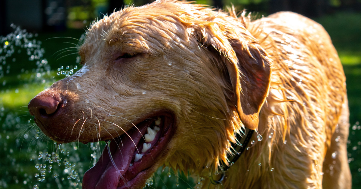 Yellow Labrador Beats the Dog Days of Summer with Splash Pad Fun ...