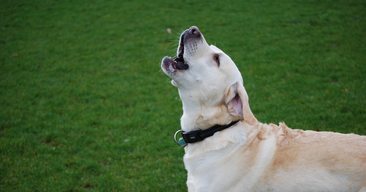 Labrador Retriever Dressed up as a Donkey Makes Friends With a Real One ...