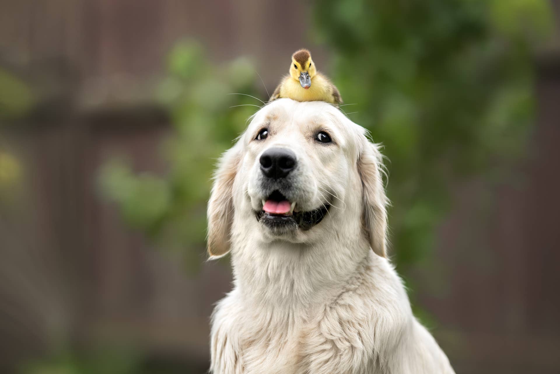 Golden Retriever Becomes Ultimate Pool Float for Bird Besties - PawNation