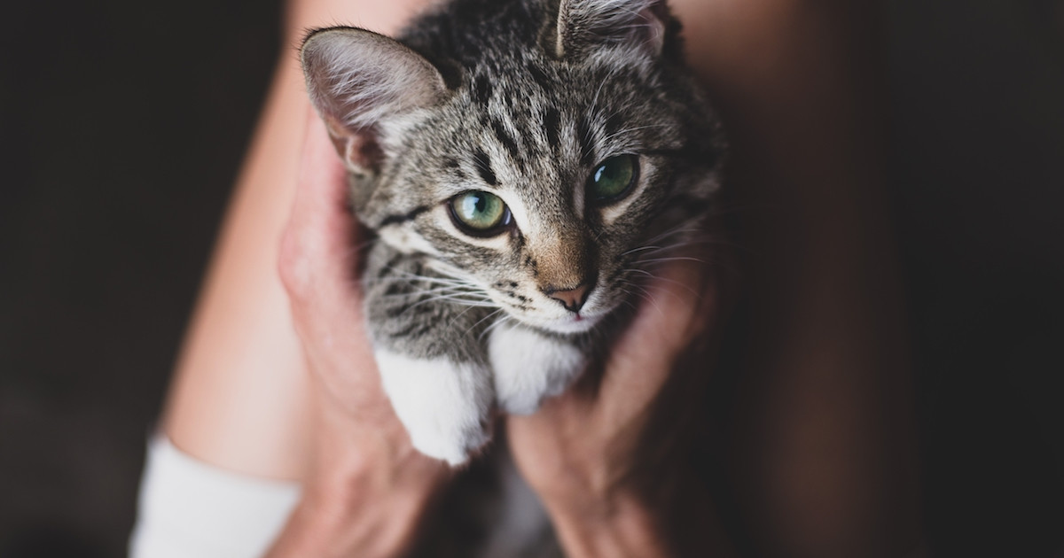 She Got a Kitten From Her Boyfriend—Now She Lives With a Tiny Furry ...