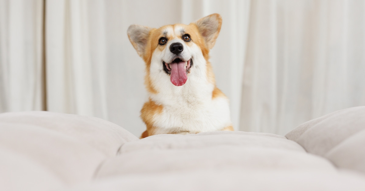 Excited Corgi Shows off ‘Elusive Awoo’ in Adorable Video - PawNation