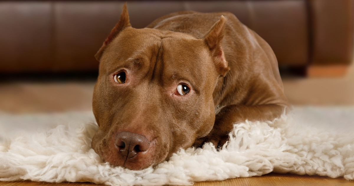 Zeta Phi Beta Pit Bull Shows off Her Stroll and She’s Flawless - PawNation