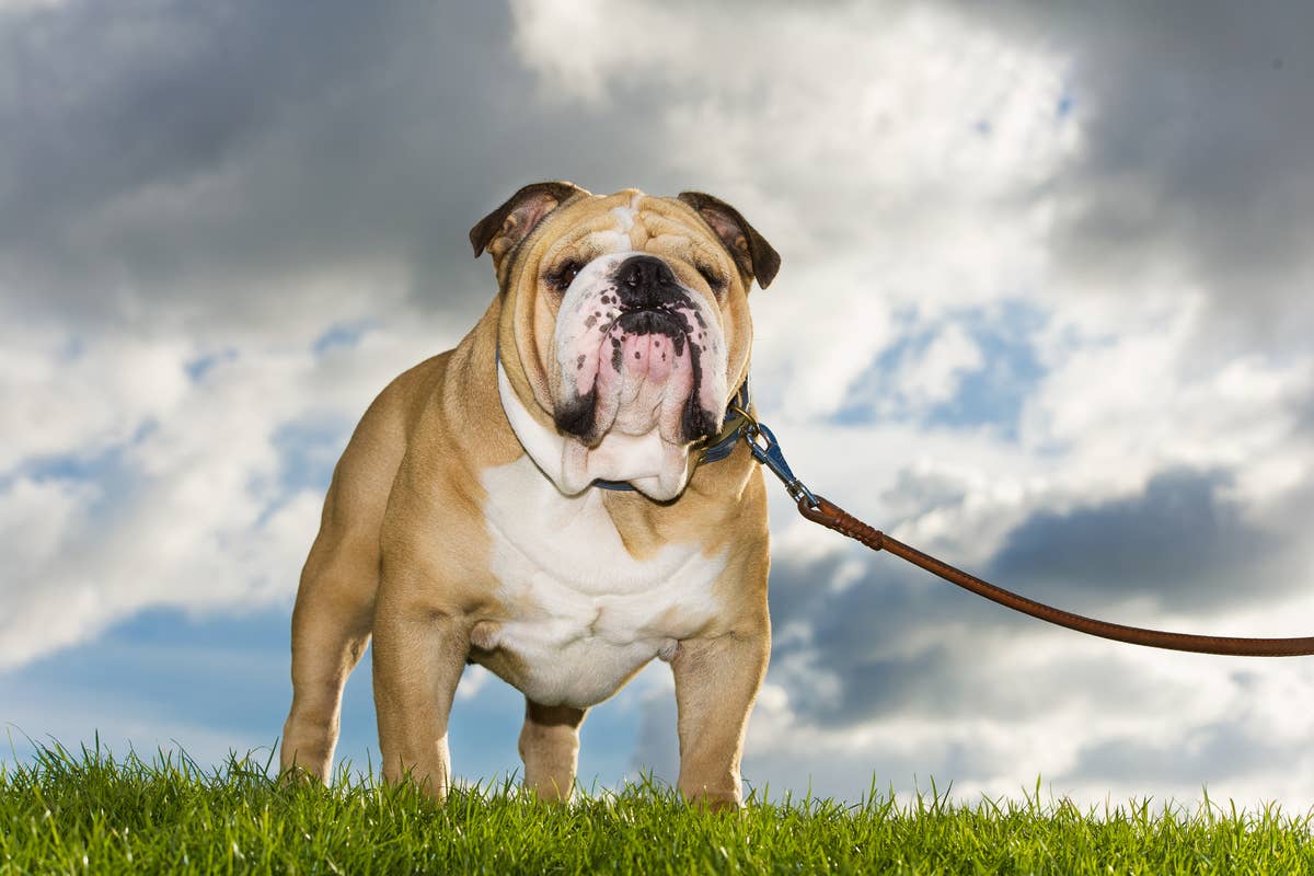 English Bulldog's Reaction When Mom Drops Leash Is Like Fed-up Kid ...