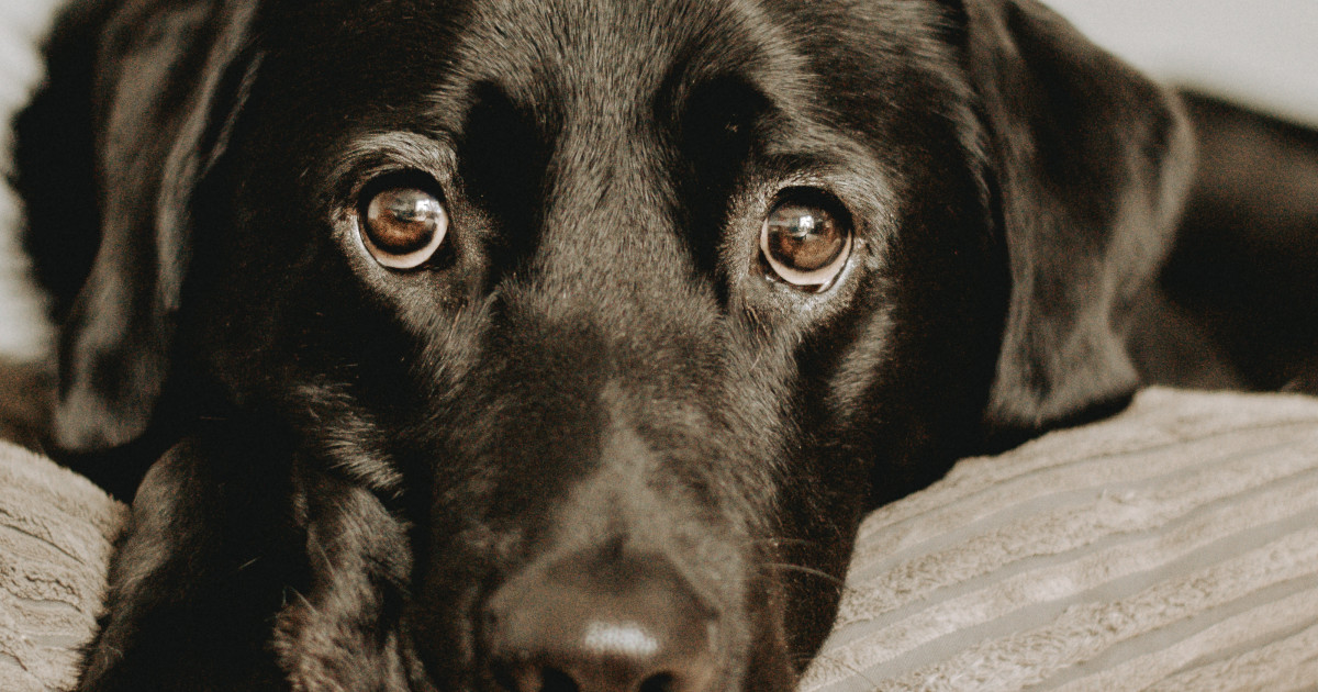 Black Labrador Double Stacks Her Dog Beds Because One Just Isn't Enough ...