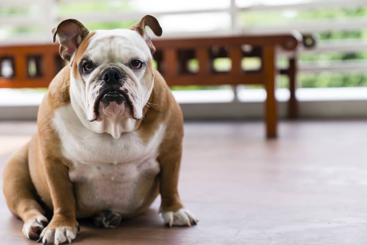English Bulldog's Sweet Cries for Toy Back Sounds Like Tiny Cat Purrs ...