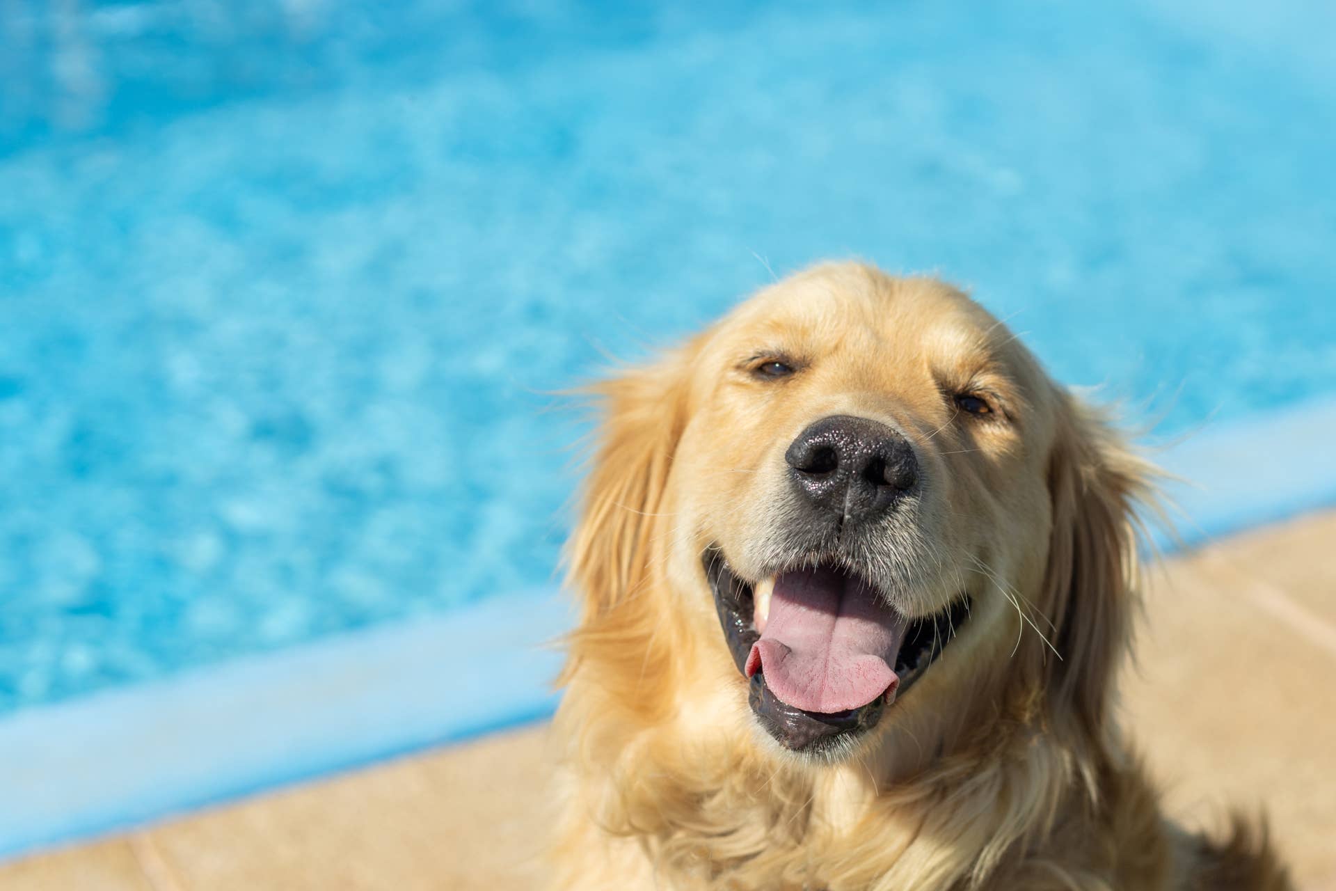 Golden Retriever’s Parents Book Him a Private Pool Party and They Had a ...