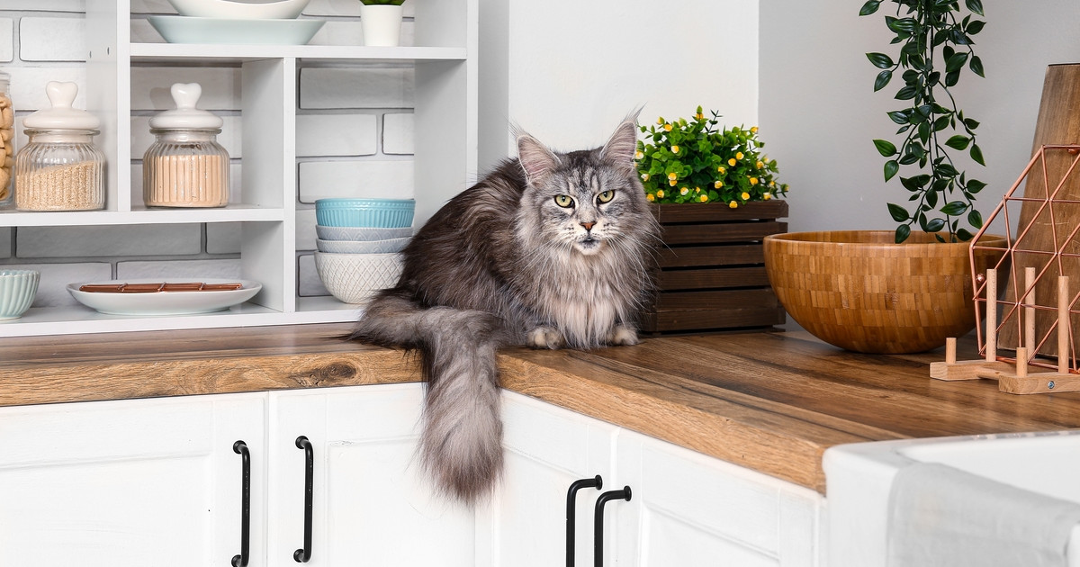 Totally Innocent Maine Coon Admires Ransacked Kitchen He Definitely ...