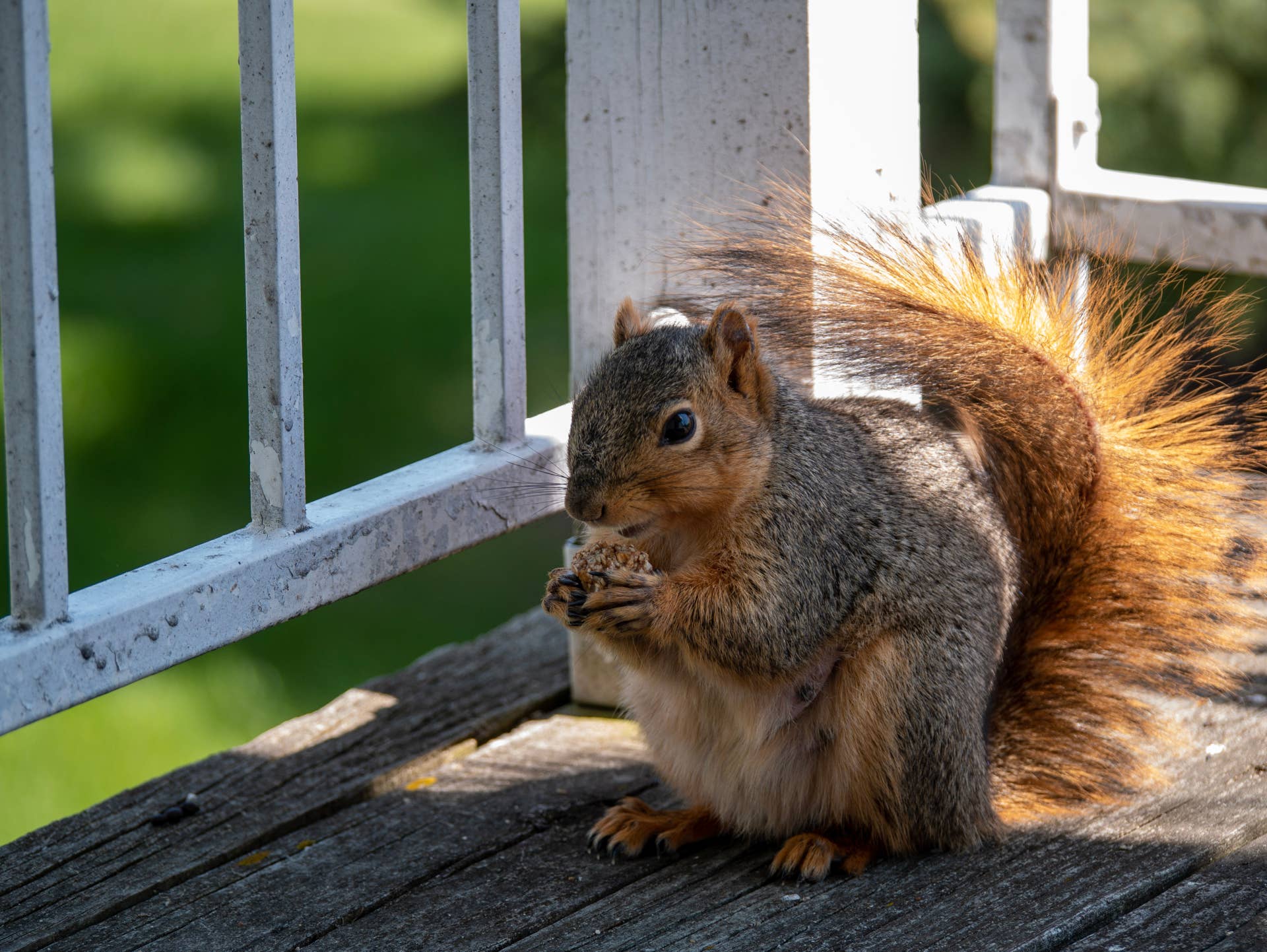 Cat Mom Preps Squirrel-Friendly 'Lunchable' for Back-To-School Watch ...