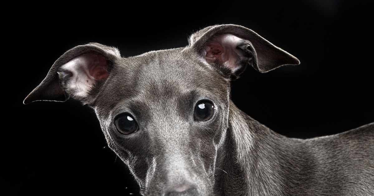 Move Over, Ryan Murphy—This Italian Greyhound Has the Perfect American ...