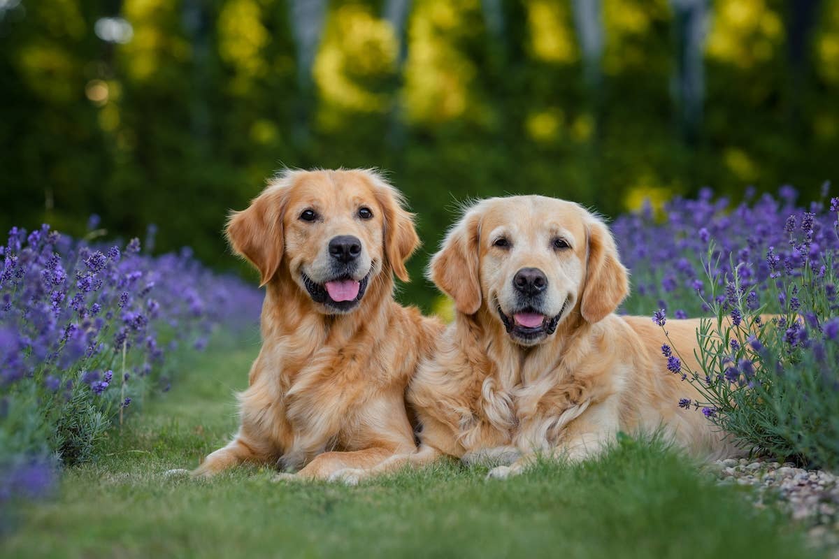 Golden Retriever Brothers Must Work Together on Epic Ball Retrieval ...