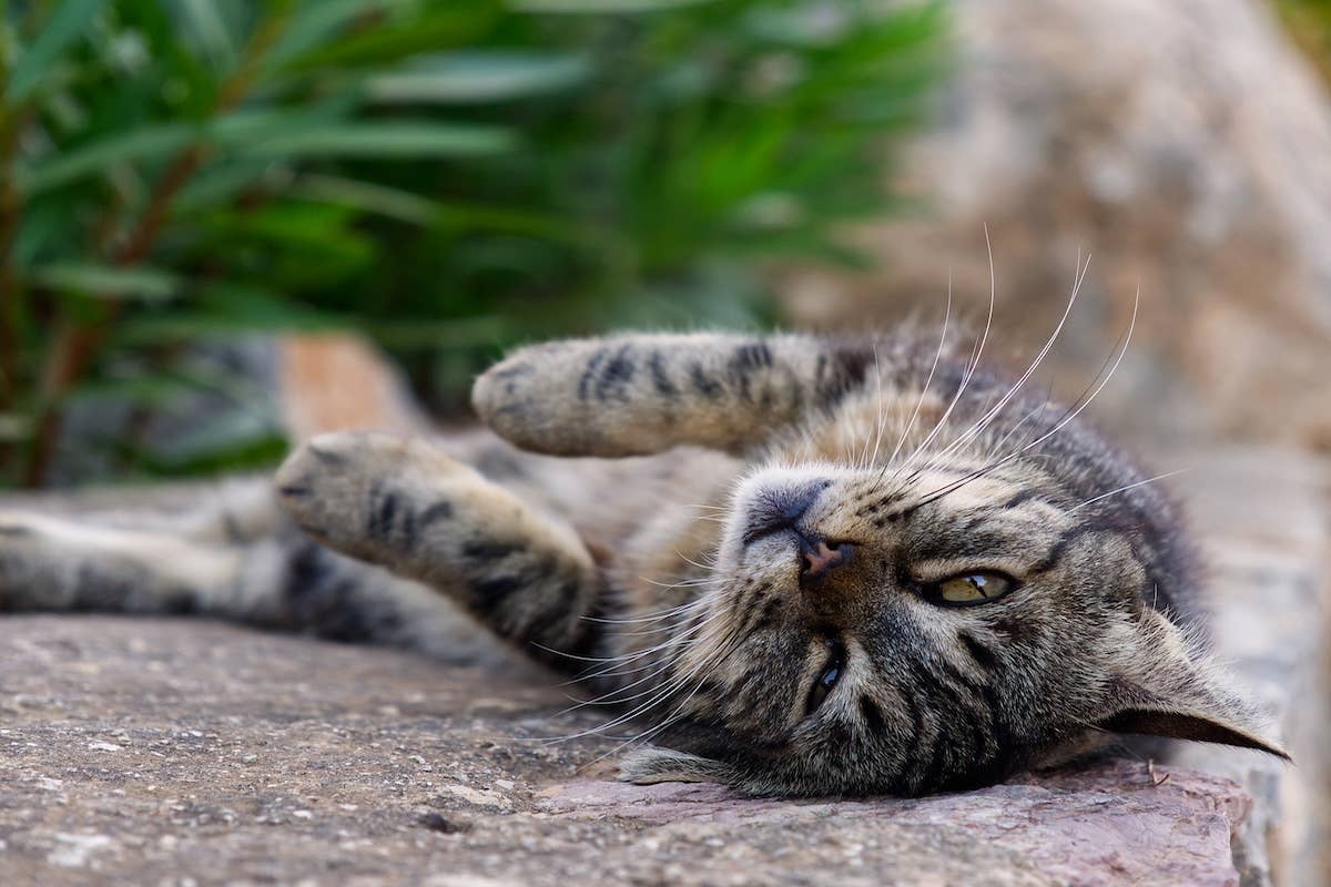Beloved ‘Neighborhood Cat’ Turns up After Two Years and Gets the ...