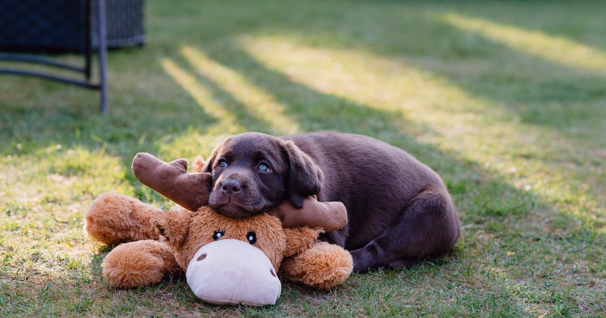 Sweet Chocolate Lab ‘Makes the Most’ of Teddy Bear Falling Over Like a ...