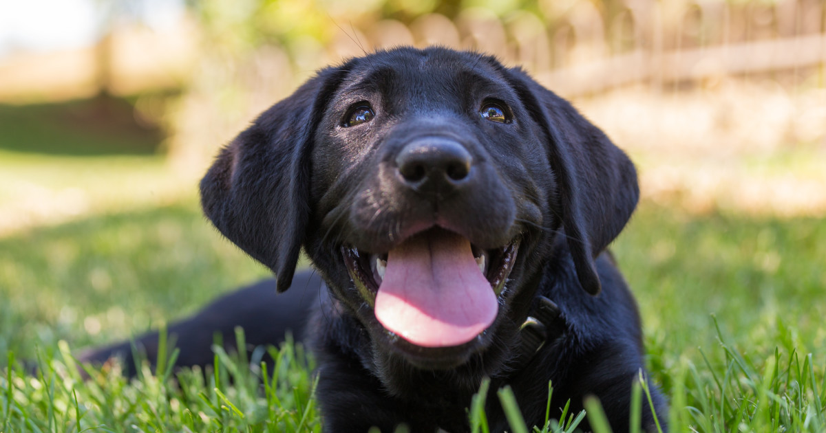 Adorable Black Labrador Puppy 'Helps' Dad Rake the Leaves - PawNation