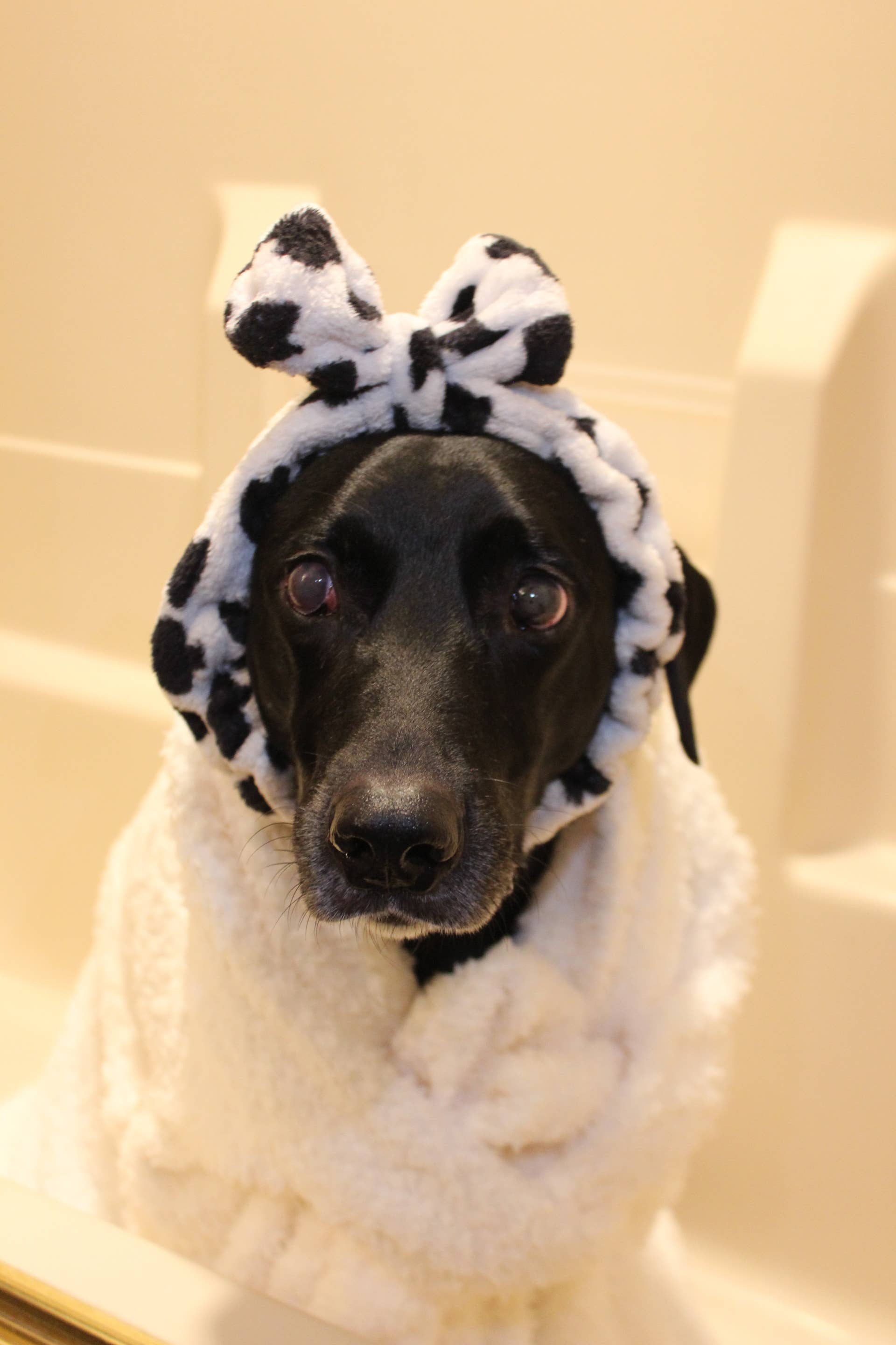 Black Labrador Gets Special Spa Day and Now We Are All Relaxed - PawNation