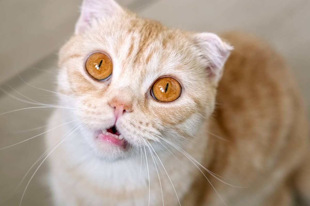 Orange Cat Tries Cool Ranch Doritos and It's a Little Too Much Zest for ...